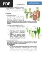 Guia Grado 7 Biologia Tejidos Vegetales | PDF | Plantas | Hoja