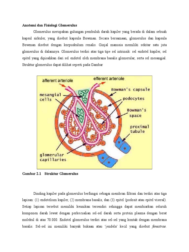 Anatomi, Fisiologi, Histologi Glomerulus | PDF | Griya & Taman | Kesehatan Holistik