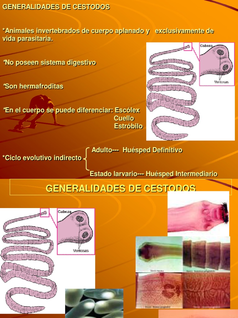 Cestodos - Parasitos | PDF | Enfermedades y trastornos | Especialidades ...