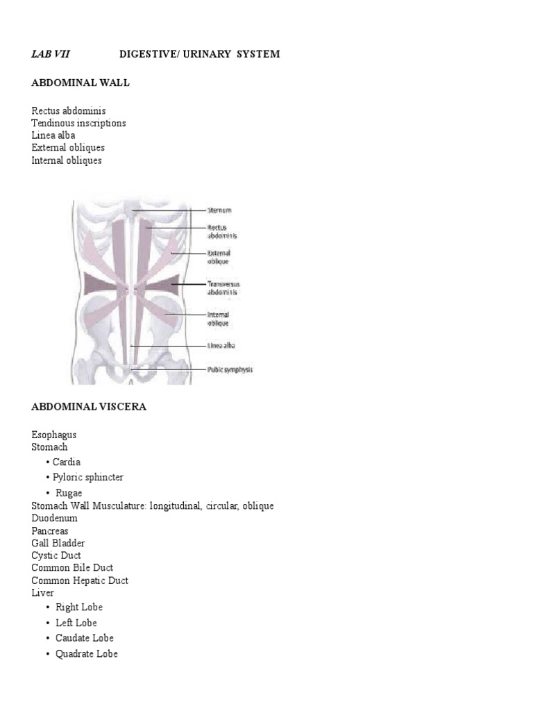 Abdominal and Urinary Anatomy Overview | PDF