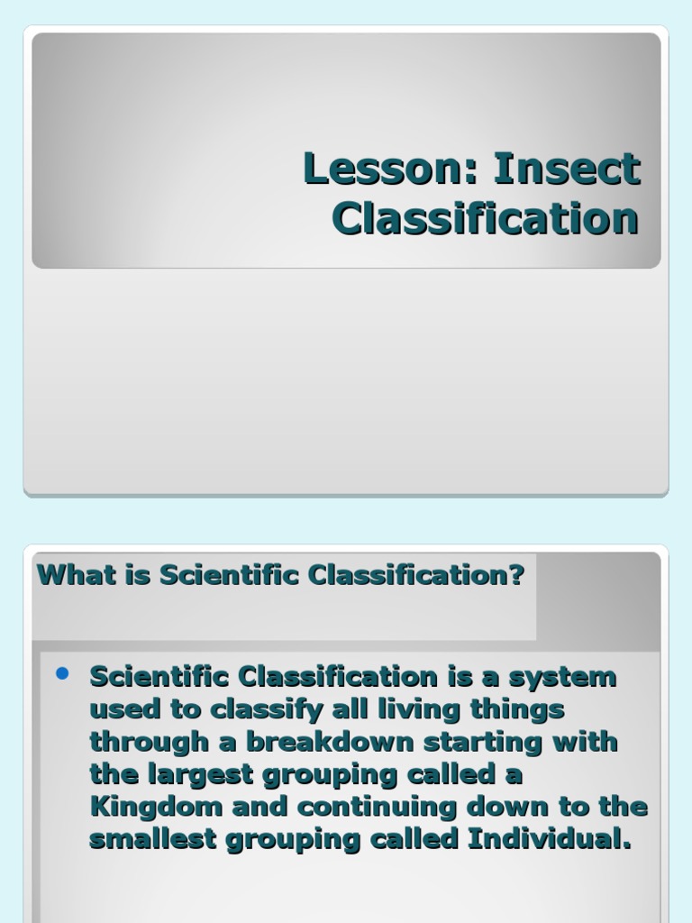 Insect Classification Overview | PDF | Fly | Beetle
