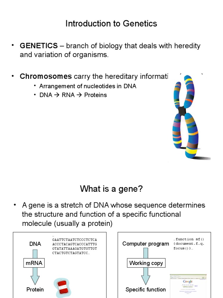 Mendelian Genetics - PPT Iiird Sem | PDF | Dominance (Genetics) | Zygosity