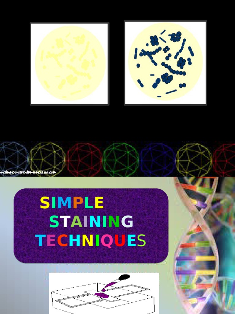 Simple Staining | Staining | Dye