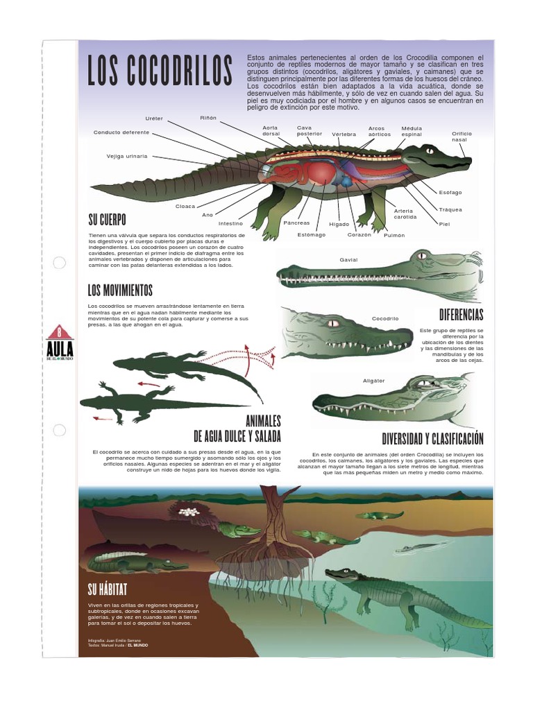 Anatomía y Hábitos del Cocodrilo | PDF