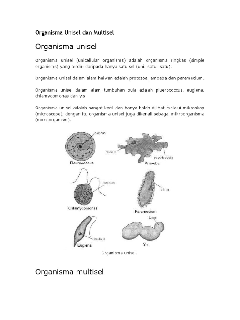 Organisma Unisel Dan Multisel | PDF