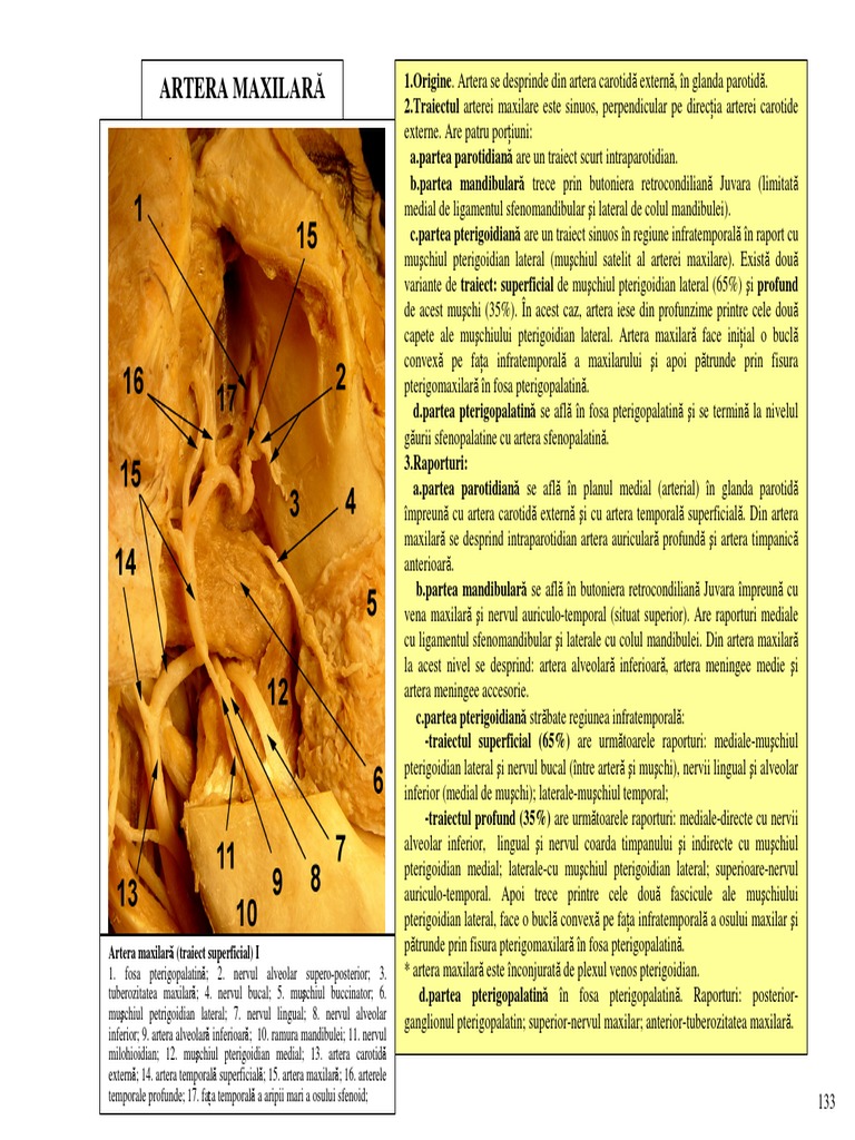 Sectiunea 22 Artera Maxilara Artera Temporala Supf Artera Fa PDF | PDF