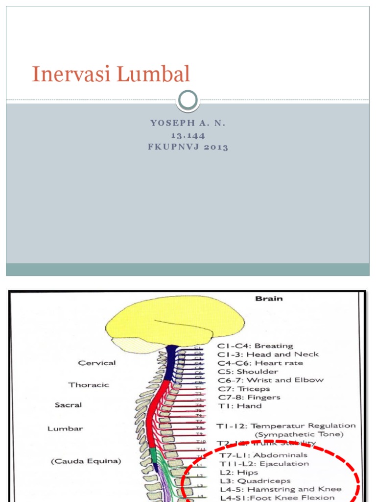 Inervasi Lumbal, Sakral, Panggul | Panggul | Anatomi Manusia