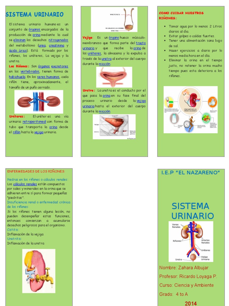 Triptico Sistema Urinario | PDF