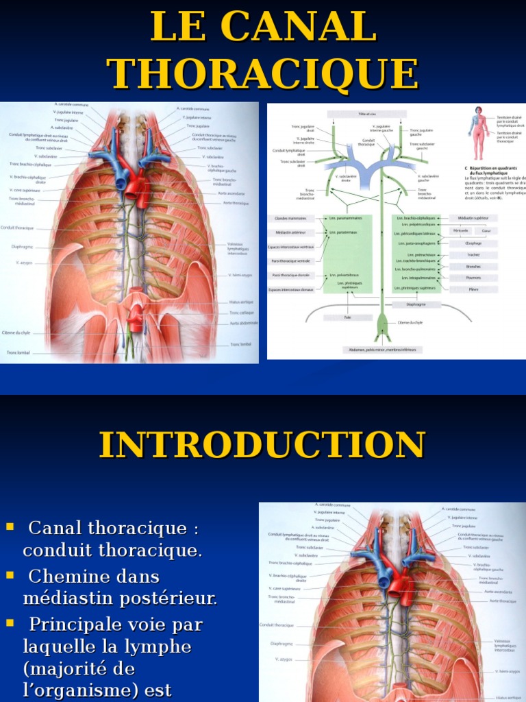 Canal Thoracique