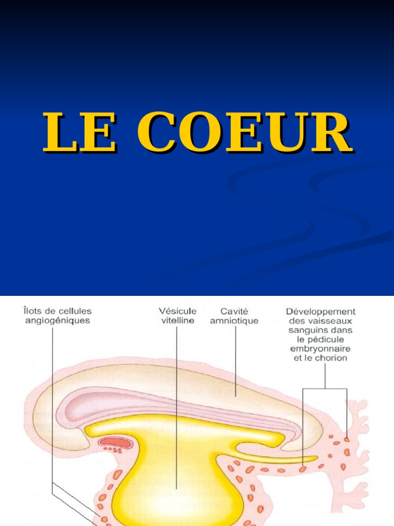 Coeur 2010 | Atrium (anatomie) | Cœur