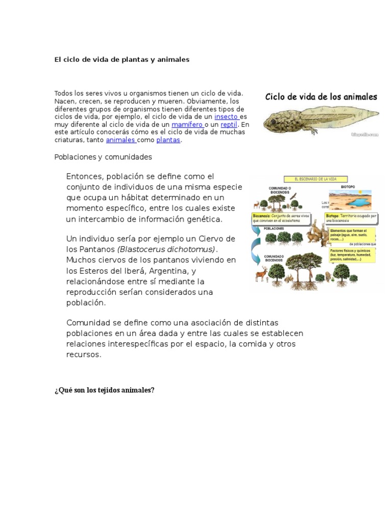 Ciclo de Vida de Plantas y Animales | PDF | Plantas | Reproducción