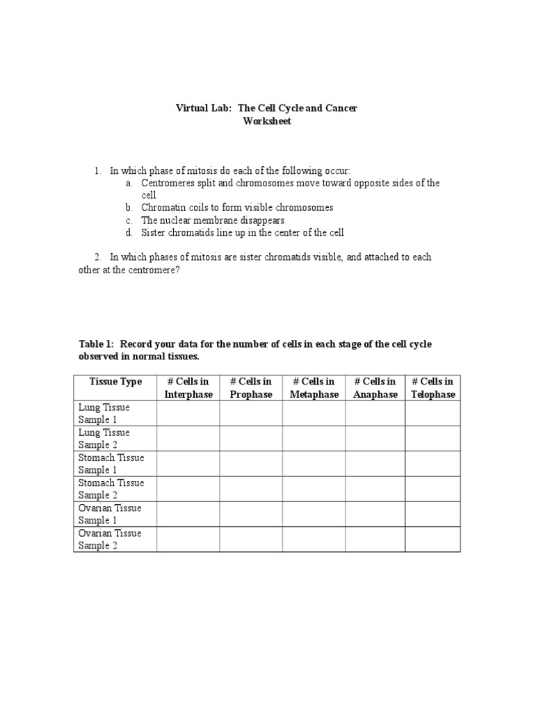The Cell Cycle and Cancer Worksheet | PDF | Mitosis | Cellular Processes