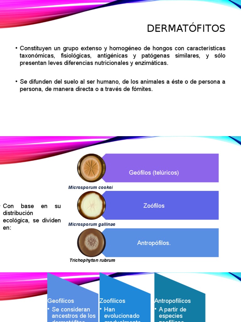 Clasificación y características de dermatofitos | PDF | Clavo (anatomía ...