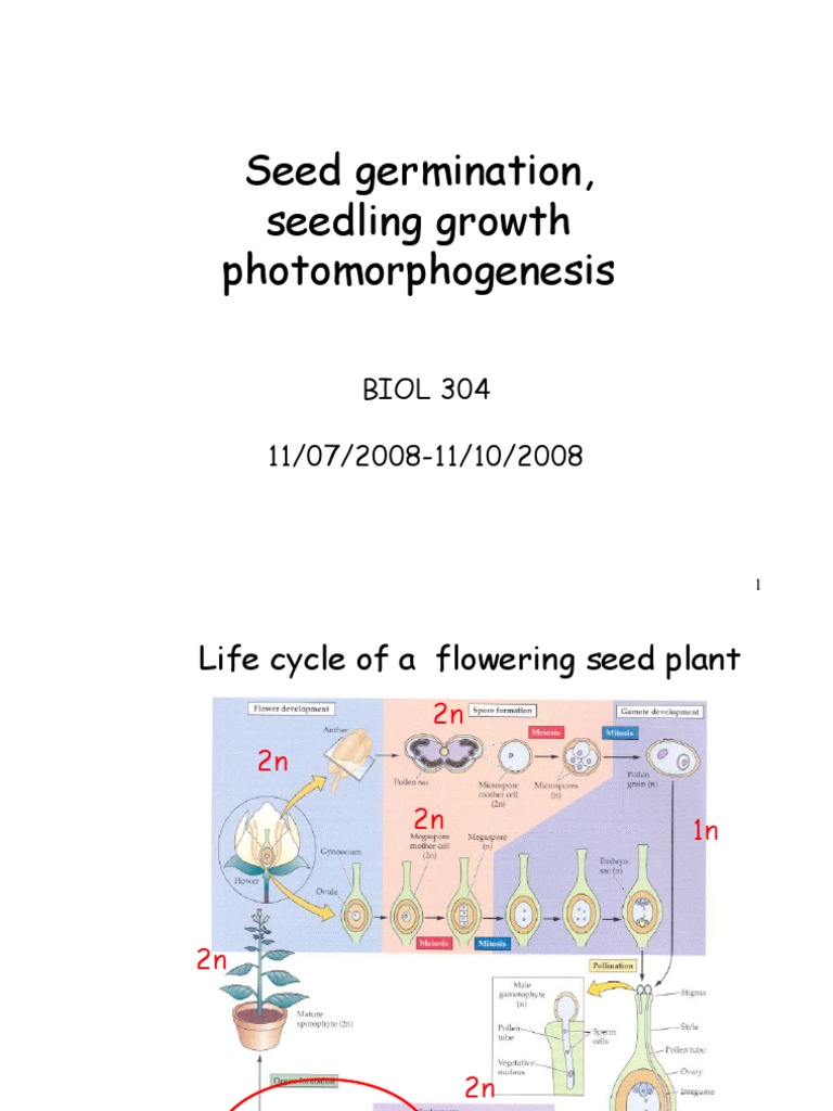 Seed Germination | PDF | Seed | Germination