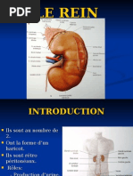 Anatomie Topographique de La Cavité Abdominale Et Péritonéale | PDF ...