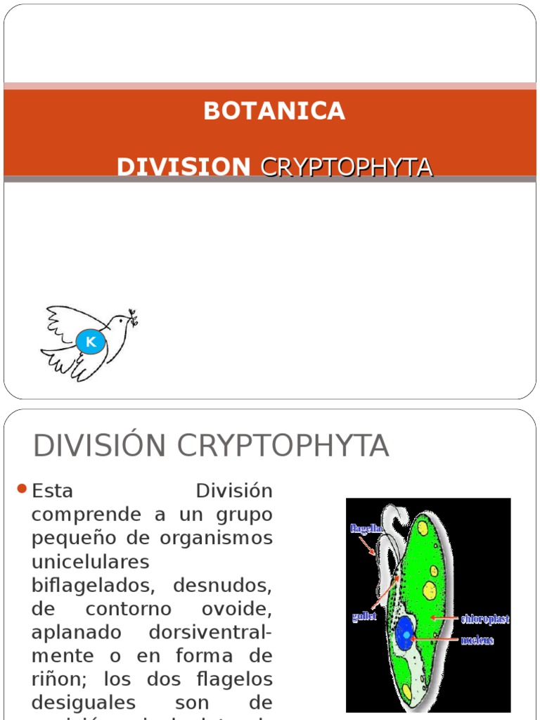 Cryptophytas 1 | PDF | Biología | Organismos