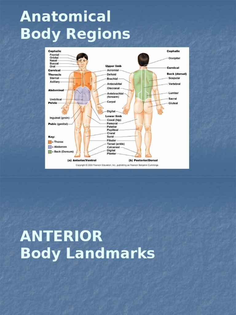 Body Regions | PDF
