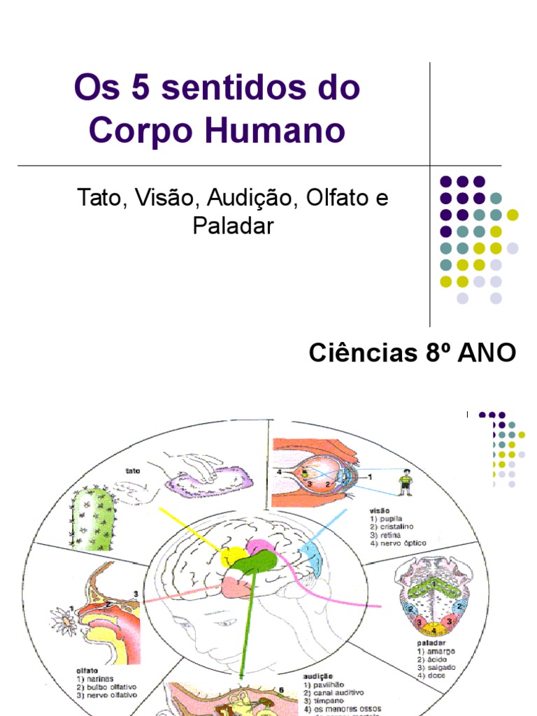 Os 5 Sentidos Do Corpo Humano2 | PDF | Olho | Orelha