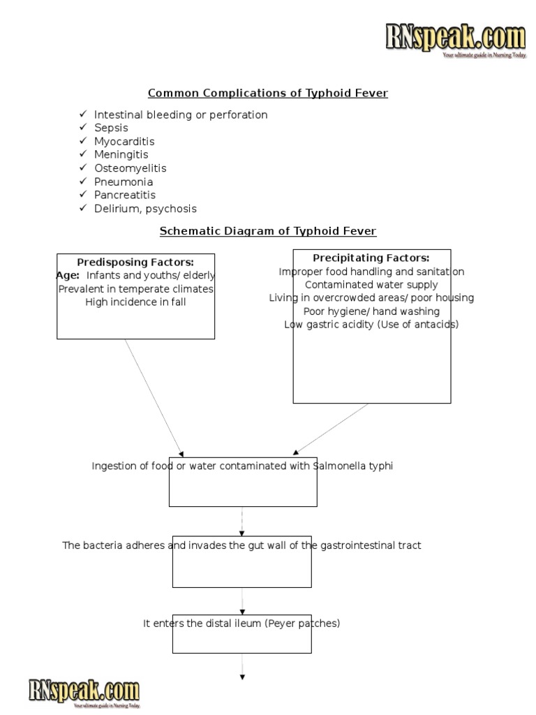 Pathophysiology and Schematic Diagram of Typhoid Fever | PDF