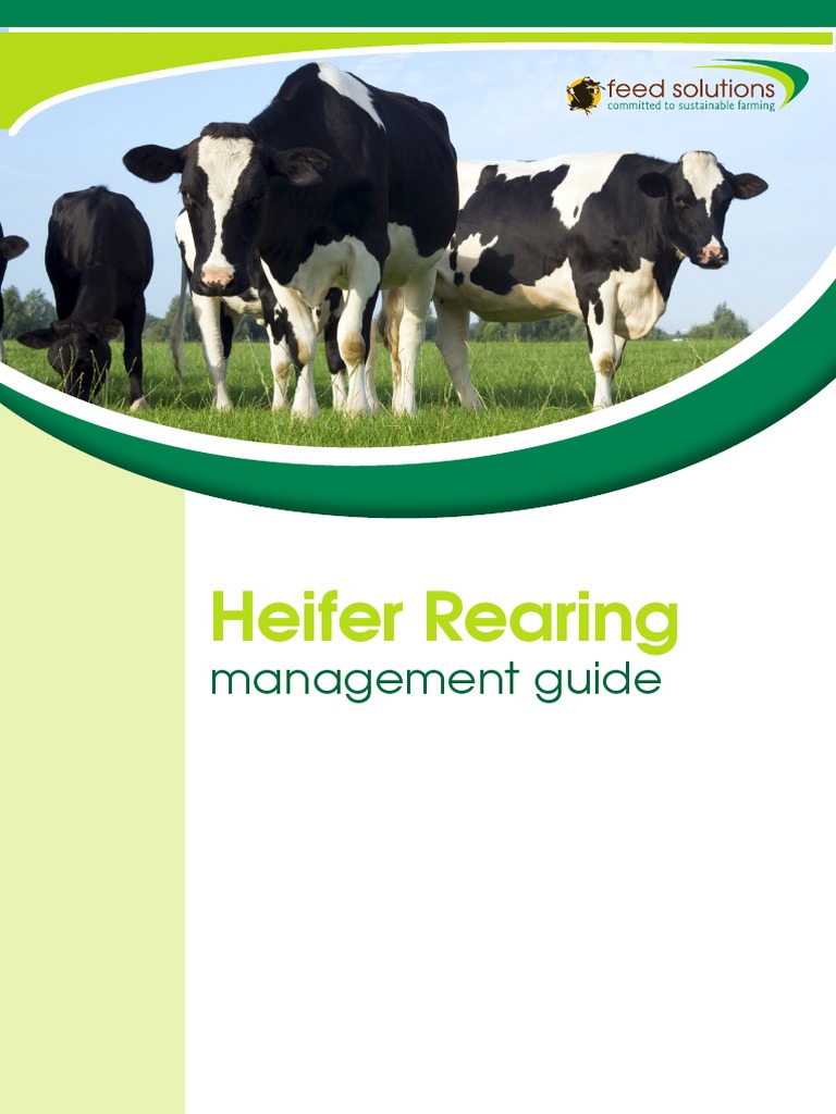 Heifer Rearing Management Guide - PV | PDF | Calf | Dairy Farming