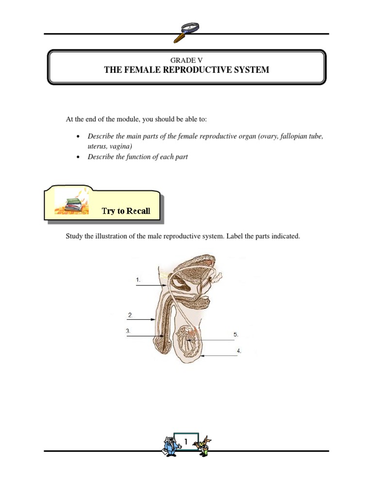 The Female Reproductive System | PDF | Reproductive System | Uterus