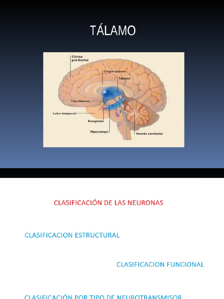 Anatomía y Funciones del Tálamo | PDF | Tálamo | Sistema nervioso central