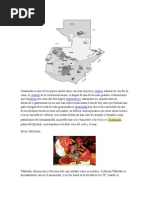 Cultura y Tradiciones del Pueblo Awakateko | PDF