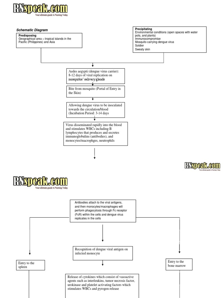 Dengue Hemorrhagic Fever Pathophysiology Diagram