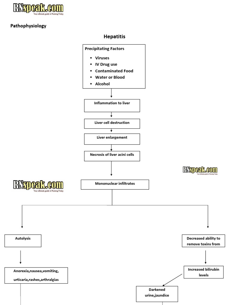 Hepatitis Disease Process Diagram