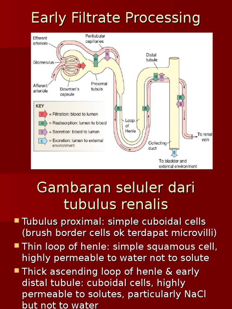Renal Tubule Filtrate Processing Overview | PDF | Organ (Anatomy) | Kidney