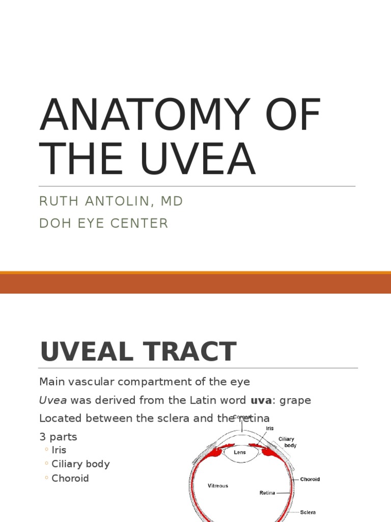 Anatomy of The Uvea | PDF | Epithelium | Human Eye
