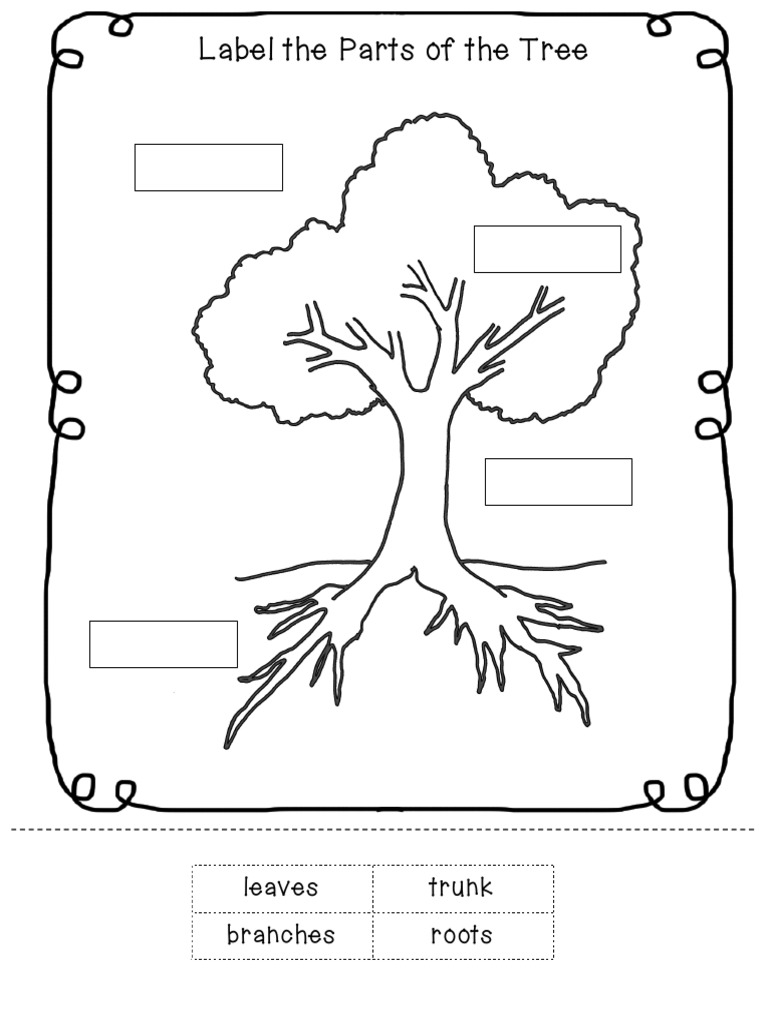 Parts Of Tree Worksheet