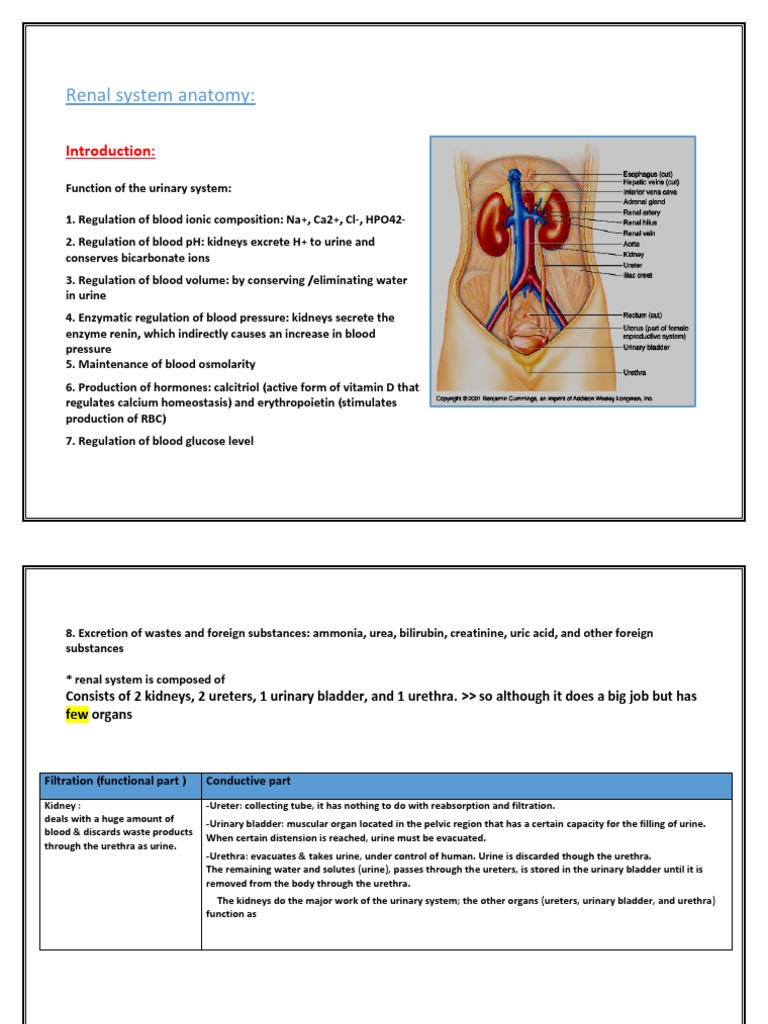 Renal System Anatomy | Kidney | Urinary System