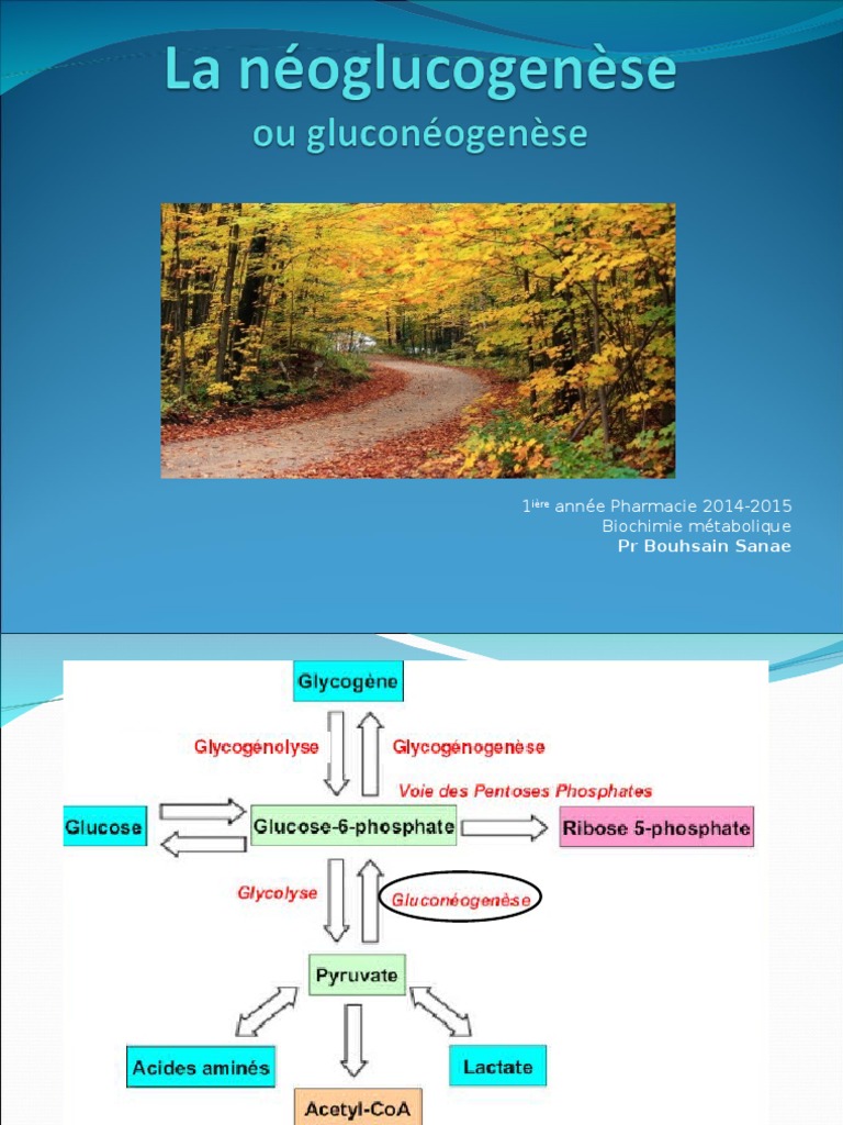 Neoglucogenese | Acide pyruvique | Biomolécules