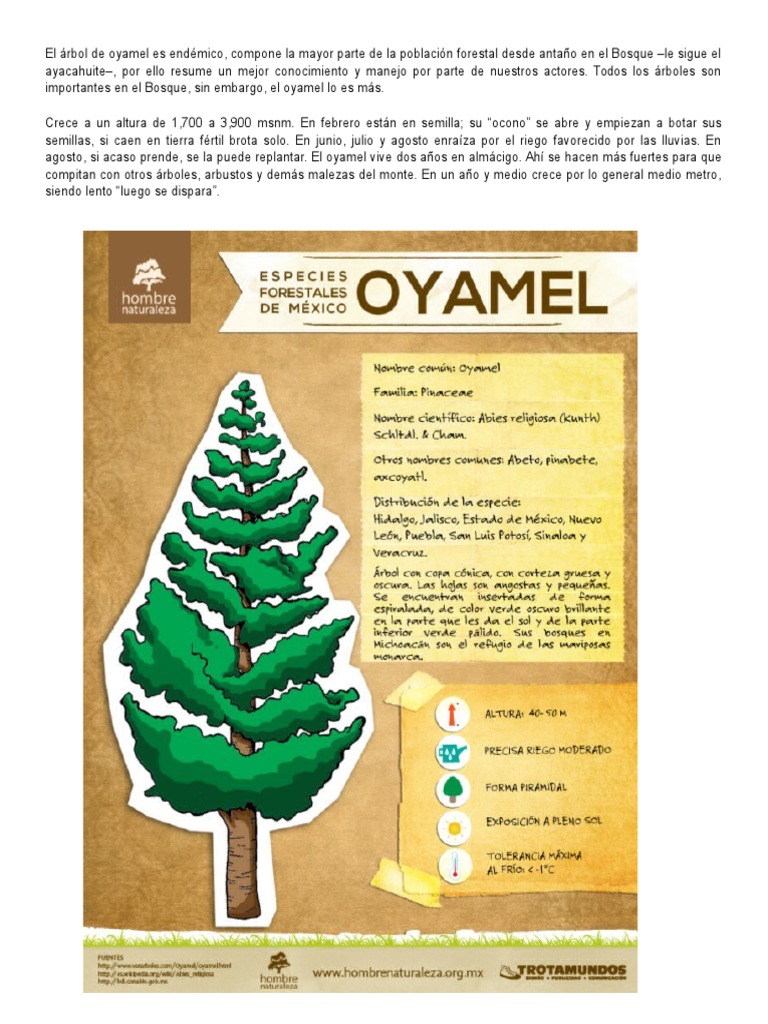 El Árbol de Oyamel Es Endémico | PDF | México | Turismo