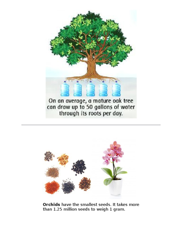 Smallest Orchid Seeds Explained Pdf