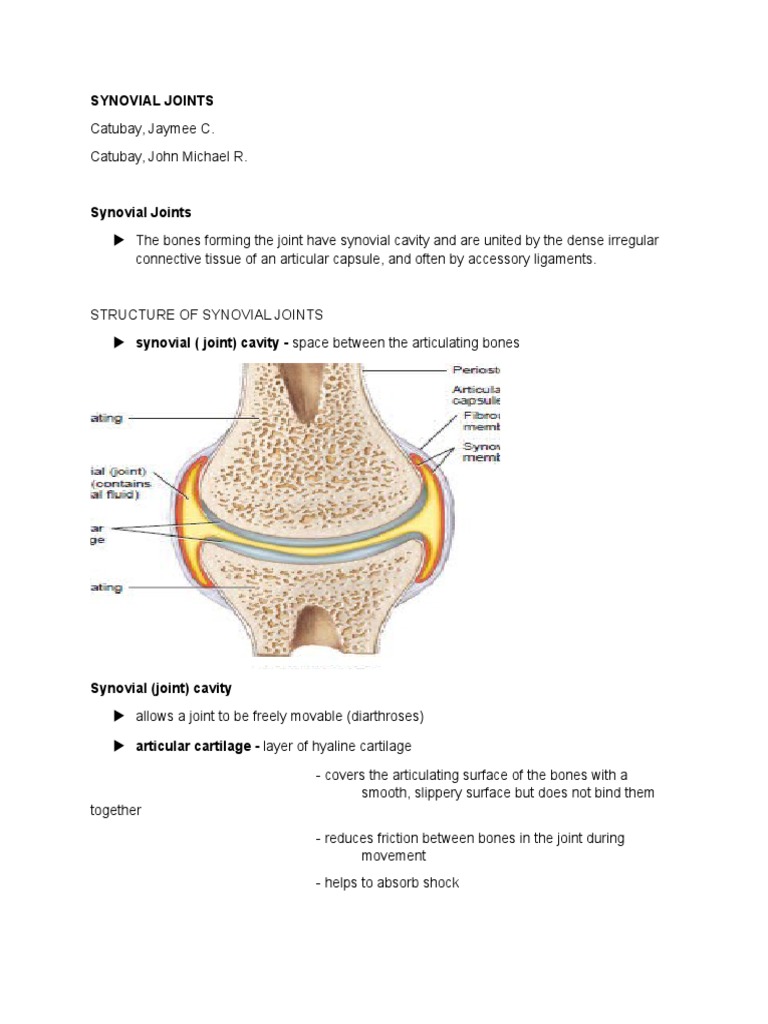 The Structures and Movements of Synovial Joints: An In-Depth Look at ...