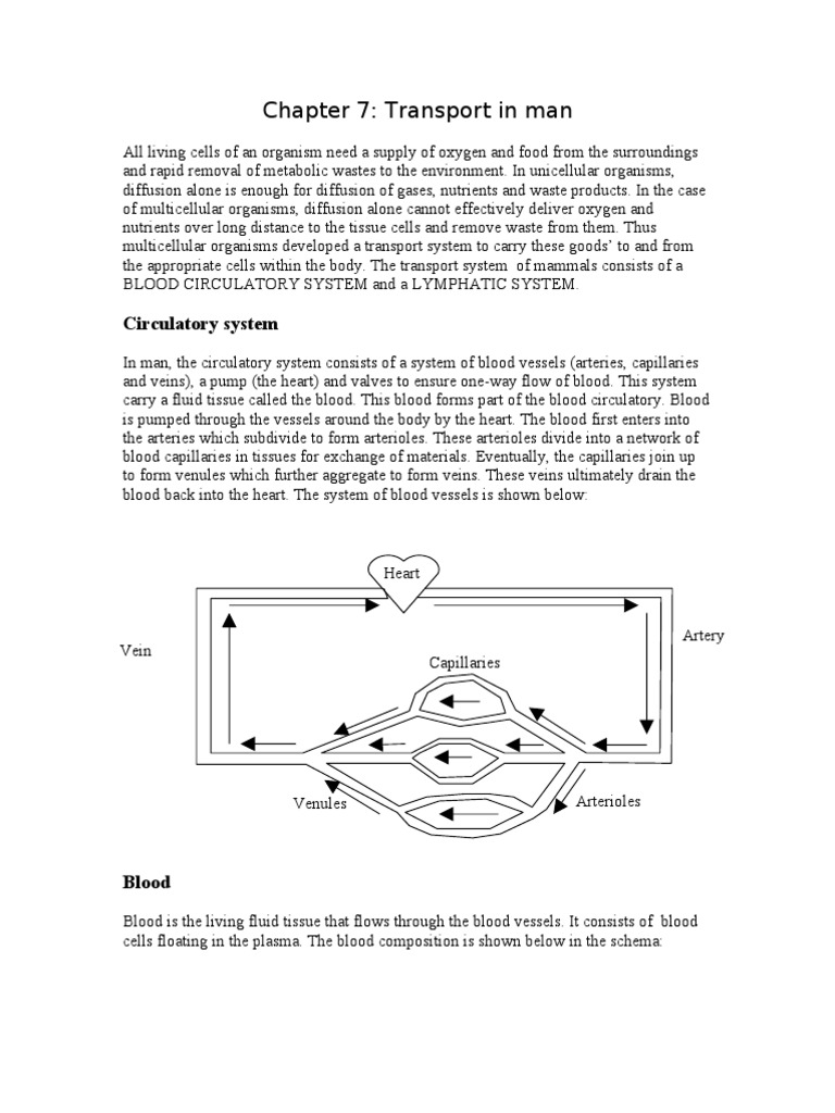 Chapter 7 Transport in Man | PDF | Blood | Circulatory System