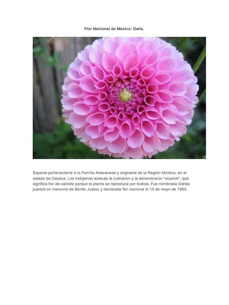 Flor Nacional de México | PDF | Rosa | Orchidaceae