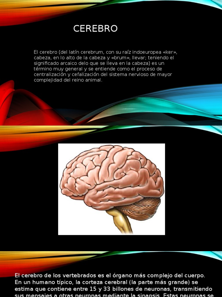 Cerebro