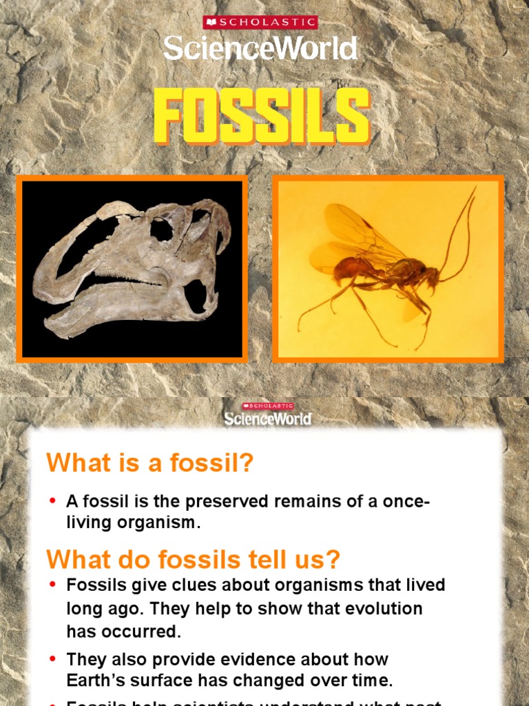 Sw Powerpoint Fossils | Fossil | Rock (Geology)
