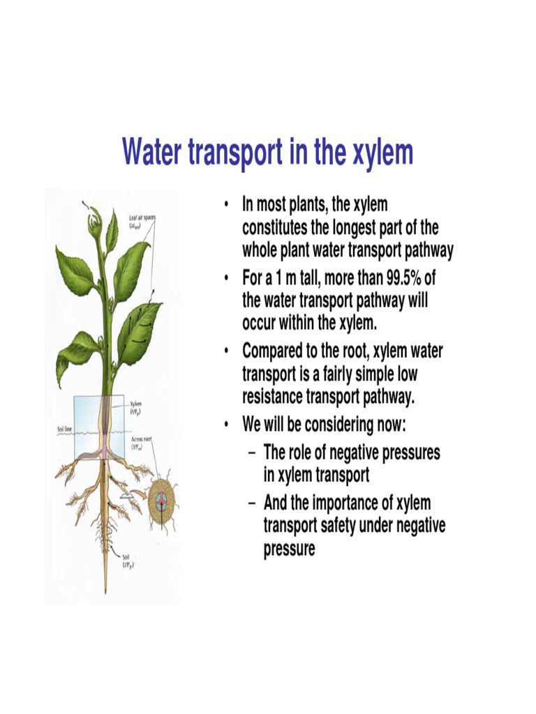 Water and Xylem Transport | Stoma | Botany