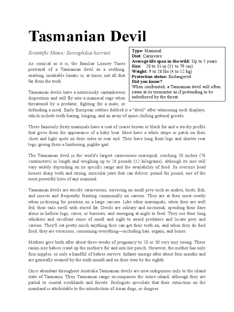 Info On Tasmanian Devil | PDF | Nature