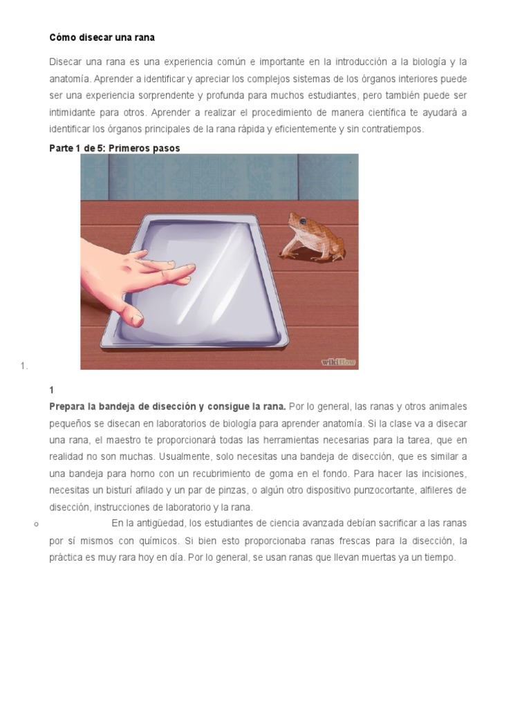 Cómo Disecar Una Rana | PDF | Estómago | Sistema digestivo humano