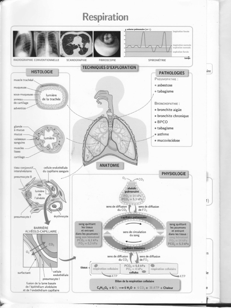 Anatomie et fonctionnement respiratoire | PDF | Poumon | Système ...