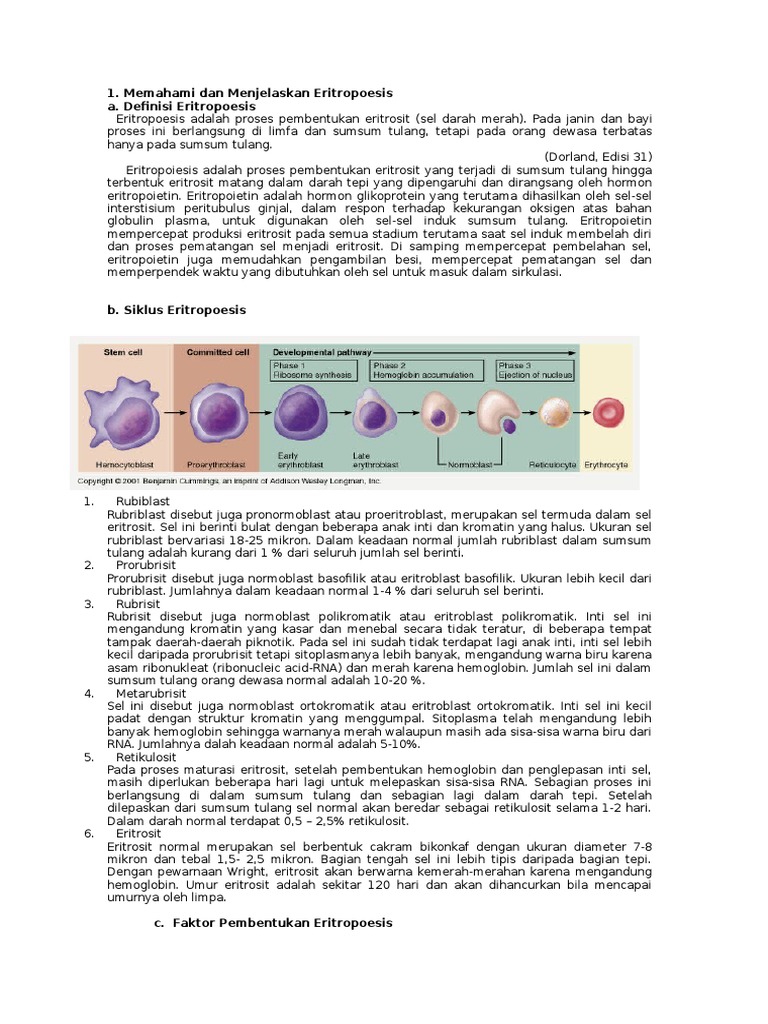 Proses dan Tahapan Eritropoesis | PDF
