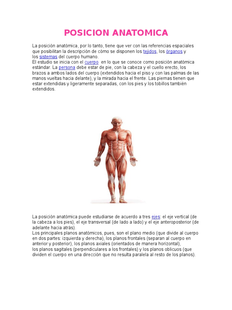 Posicion Anatomica | PDF | Articulación | Sistema esquelético