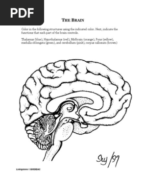 Brain Anatomy Coloring Page