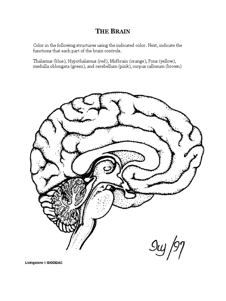 AP Psych Anatomy The Brain - Coloring Worksheet - Visual Map | Download ...