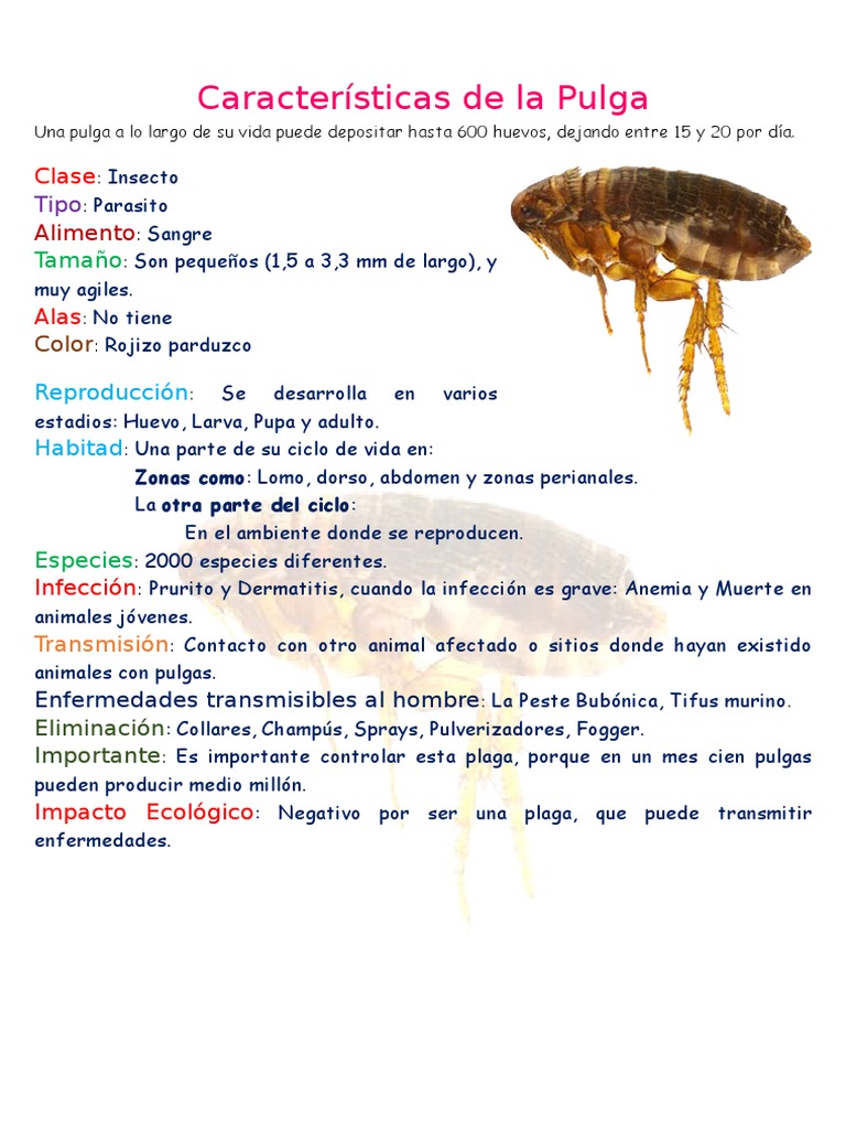 La Pulga | PDF | Tecnología